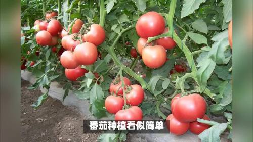 老菜农种番茄绝招,四招让你番茄多到吃不完!