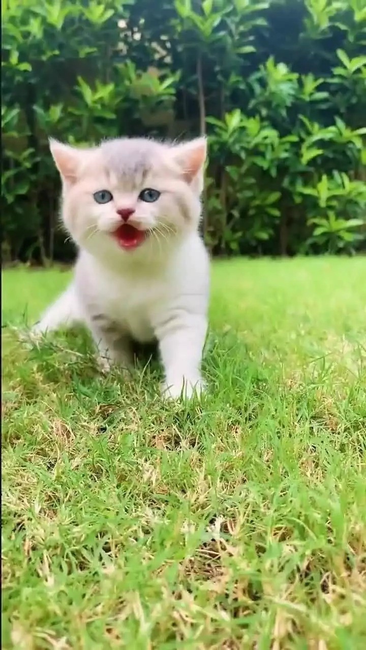 会撒娇的猫咪,最招人稀罕