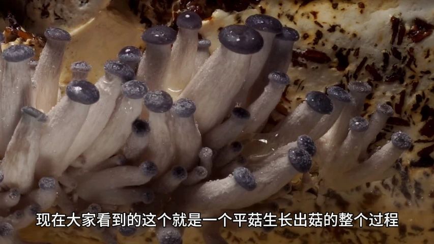 平菇与香菇生长的整个过程