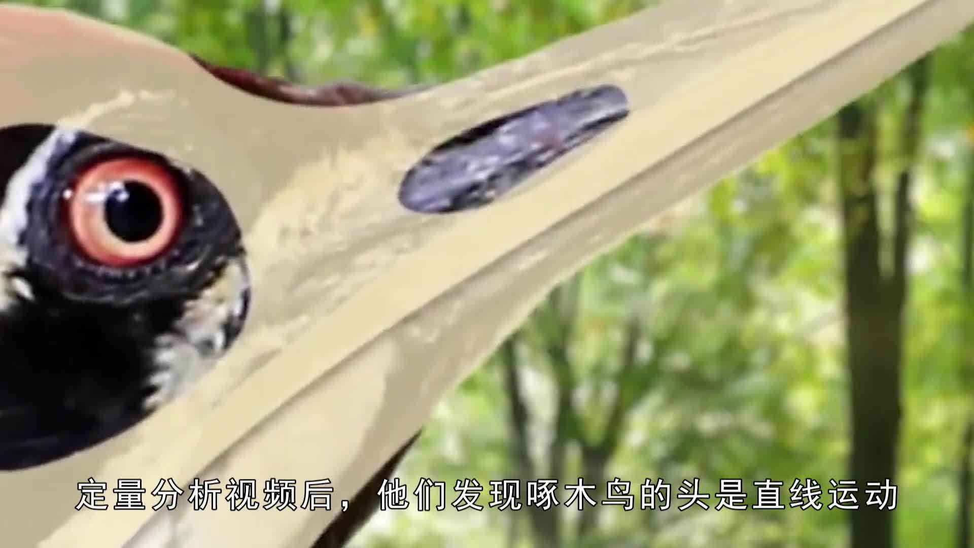 树干这么硬,啄木鸟是怎么把它啄开的?它们的头为什么这么铁?