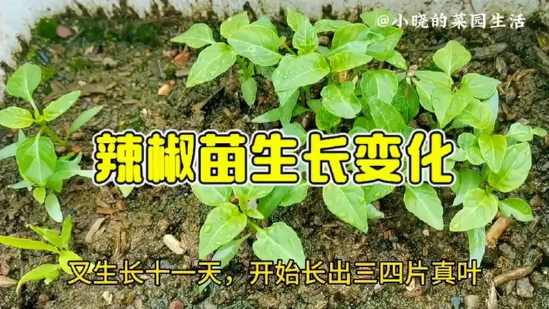 辣椒苗前期生长比较慢,后期根系长好就生长比较快