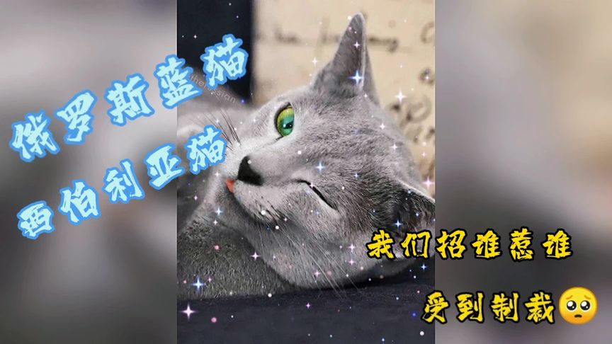因俄乌战争受到制裁的俄罗斯猫长什么样?现在我们来看看。