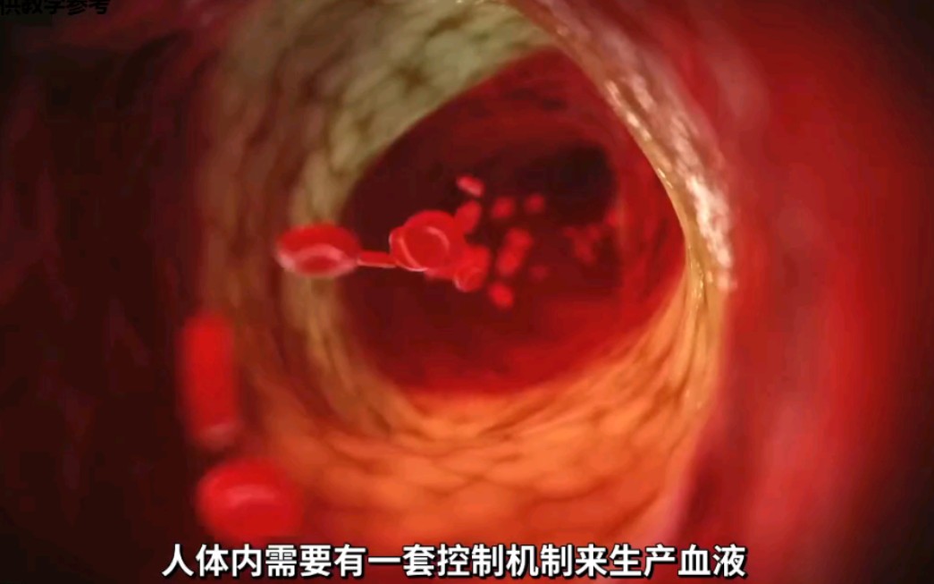 人体如何制造血液