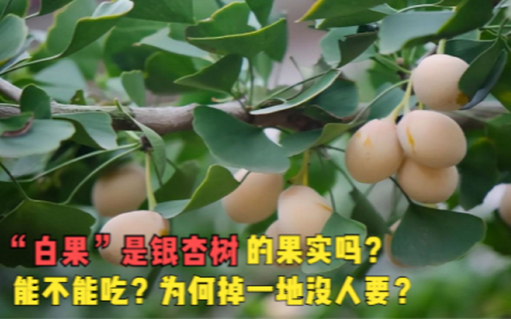 “白果”是银杏树的果实吗?它究竟能不能吃?为何掉一地没人要?