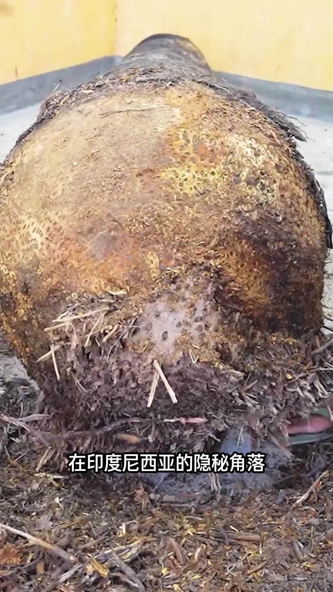 在印度尼西亚的隐秘角落,当地人会将棕榈树中间掏空,值得一看!