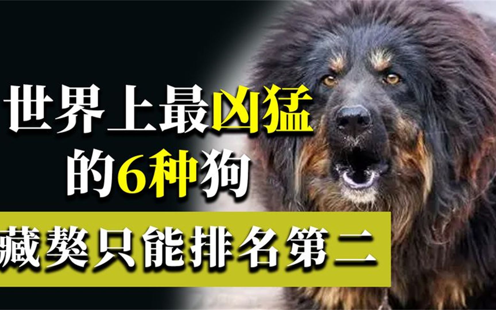 盘点:世界上最凶猛的6种狗,藏獒只能排名第二,它才是犬中霸王
