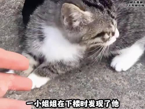 全网最惨猫咪实录!最后10秒让人心碎,看完泪崩了
