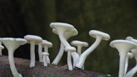 真菌王国 第二季 腐生真菌作用强大,分解枯枝缓解森林压力