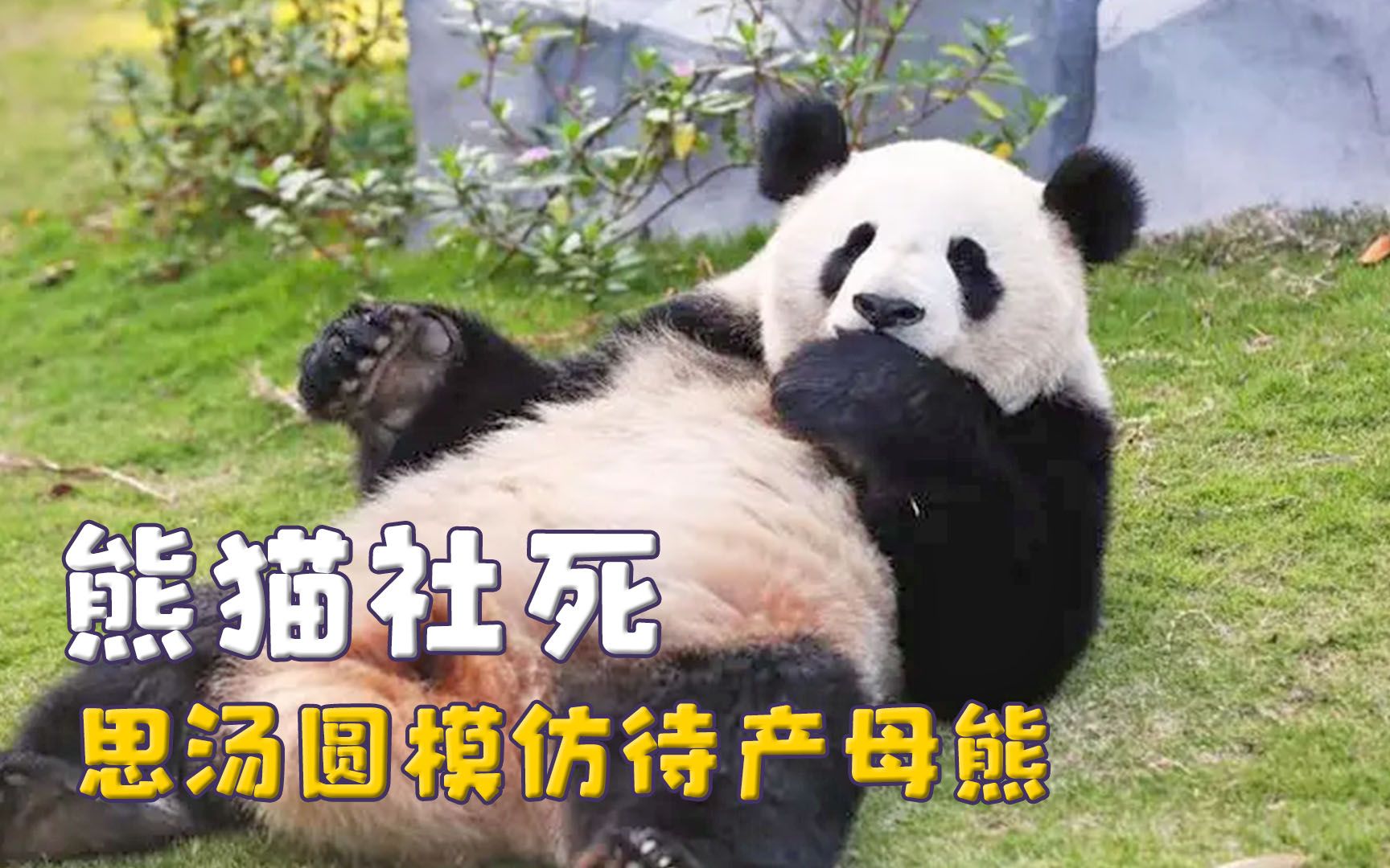 大熊猫的社死瞬间,思汤圆模仿待产母熊,福宝乱拉青团被抓住