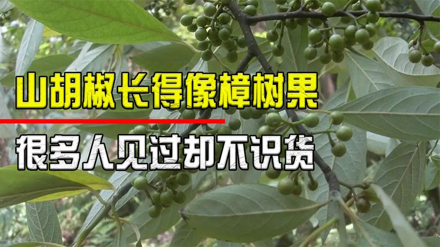 它叫“山胡椒”,长得像樟树果湖南常用来煮肉吃,一斤都在30左右
