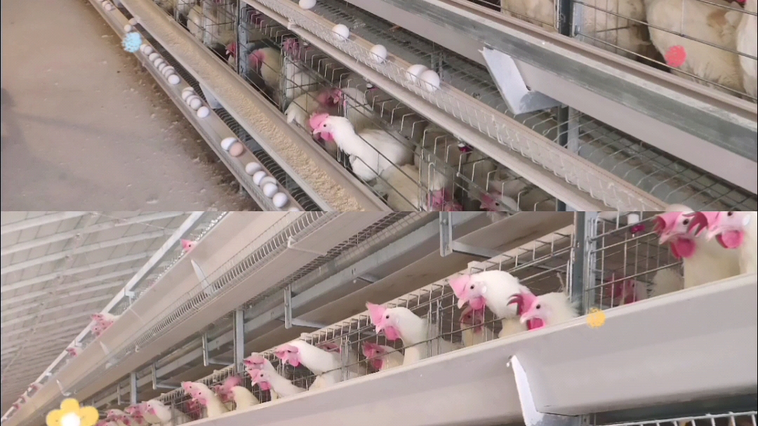 自动化笼养设备厂家-弘锦机械科技制造,兔笼,鸡笼,传送带清粪机,自动...