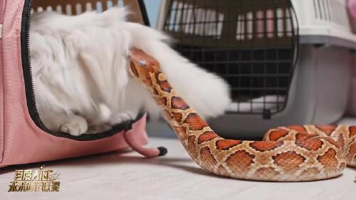 波斯猫疯狂挑衅毒蛇!尾巴竟成最狂逗猫棒?