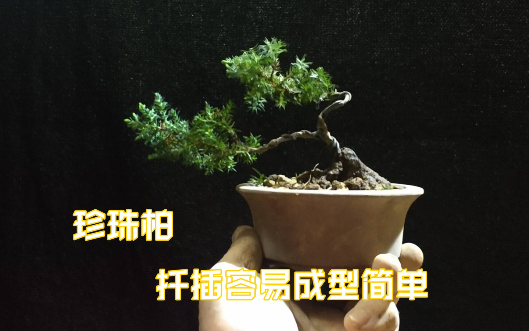 玩小微盆景选珍珠柏扦插成型很简单
