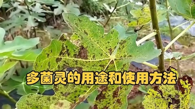 多菌灵的用途和使用方法,让你轻松防治各种病害