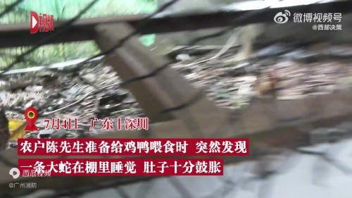 巨蟒入侵鸡舍4吞5缠,蟒蛇版《动物世界》!