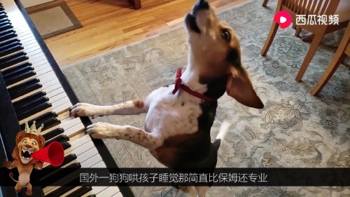 狗狗叼着长木棍过不了桥,瞬间就明白怎么过桥,这真的让人惊讶!