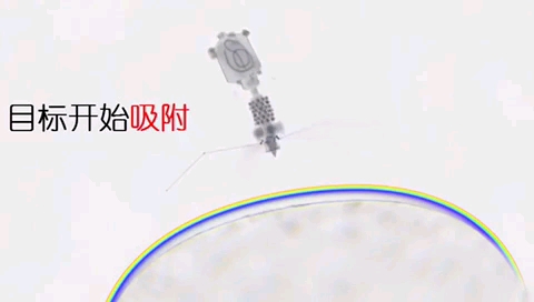 T2噬菌体侵染大肠杆菌