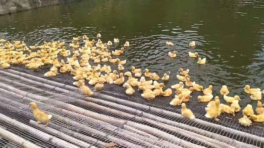 完整记录鸭子成长周期,第三天鸭子游水