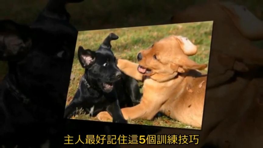 如何防止自己的狗狗无故咬人,--从小做起