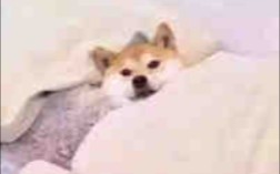 被猫狗抓伤咬伤?要不要打狂犬疫苗?保姆级接种分享