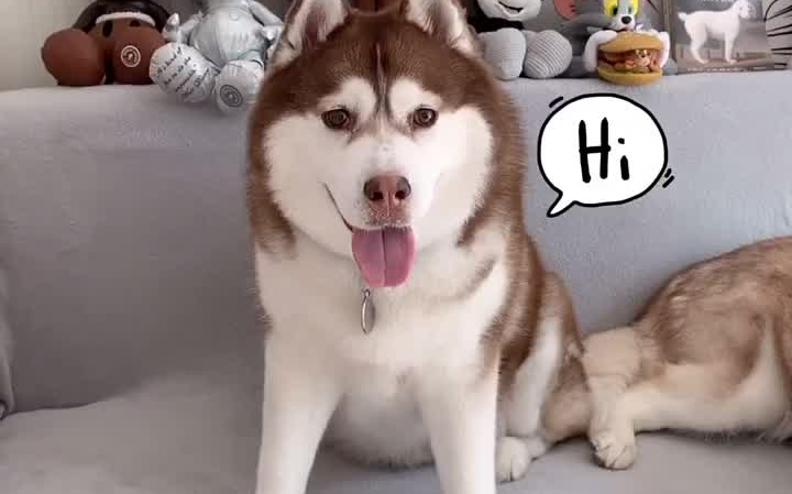 绍一下自己,今天正式介绍一下:你好,我超美,饭量超大～长VLOG 汪...