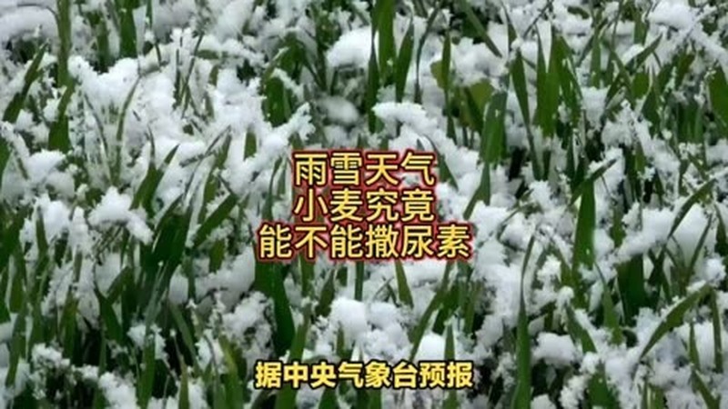 春季雨雪天气,小麦能不能撒尿素