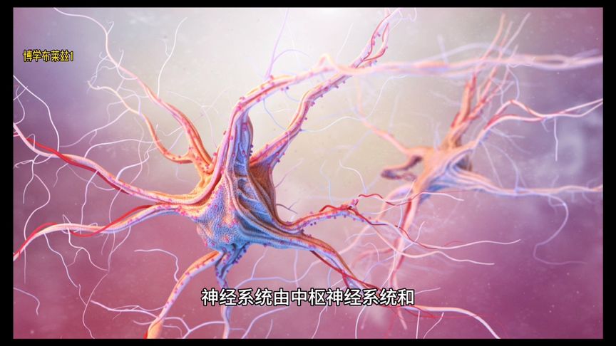 42.神经系统的组成及功能