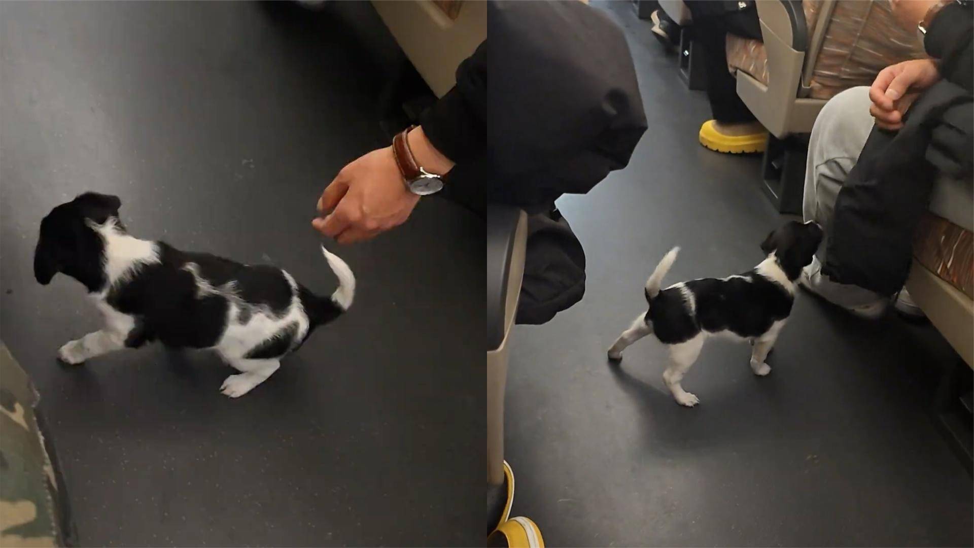 高铁车厢内一小狗在奔跑撒欢,还有不文明行为?12306回应