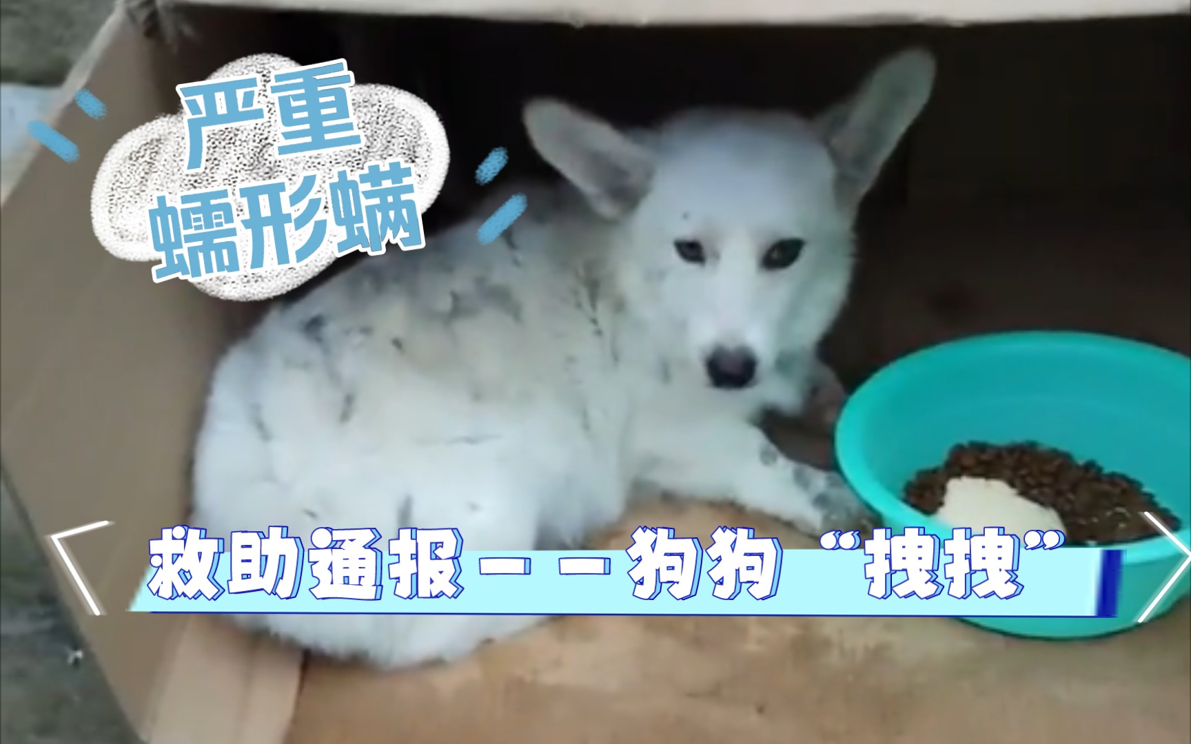 【救助通报】狗狗“拽拽”——被遗弃在基地附近,送医后发现狗狗...