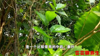 桑叶有疏散风热、清肺润燥、清肝明目的功效,还可以治疗盗汗