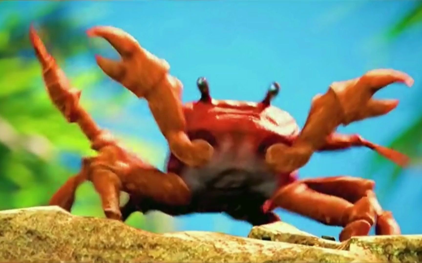 全网都在找的猩猩跳舞合集,太魔性了