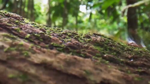 森林中神秘的生物,一天可以消灭到5万片叶子,蚂蚁们却为之卖命