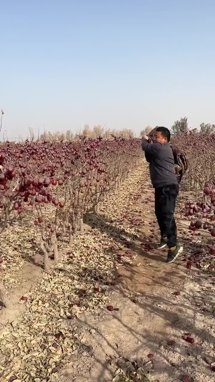 25年新疆和田大枣,你值得拥有!老少皆宜,好吃不贵!