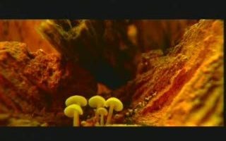 生态系统的组成