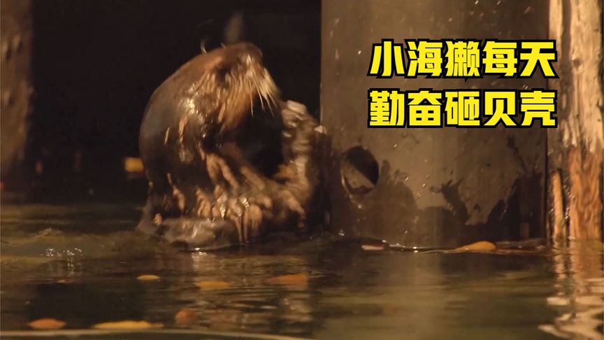 海獭的百万宝贝:小海獭每天勤奋砸贝壳,却不知大多都是无用功!