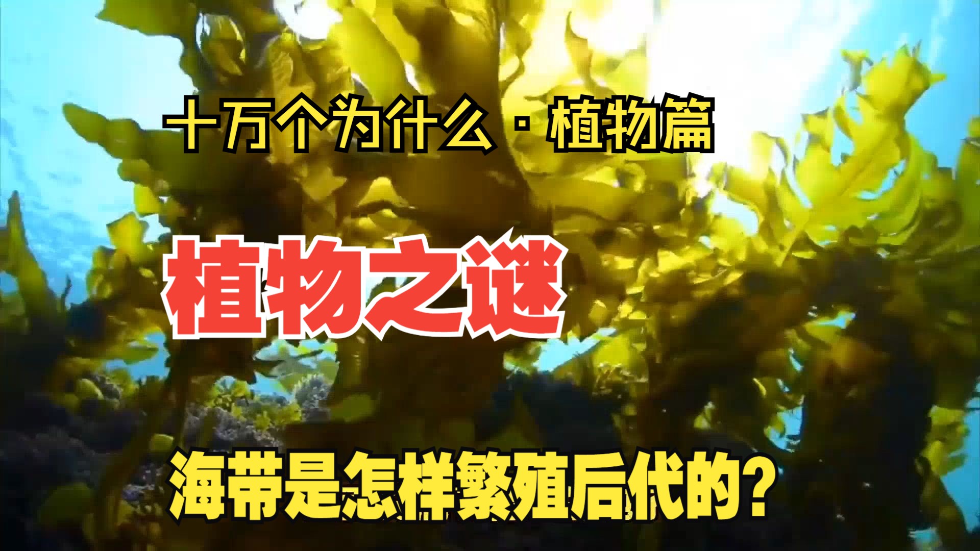 “植物之谜:海带是怎样繁殖后代的?”——十万个为什么·植物篇