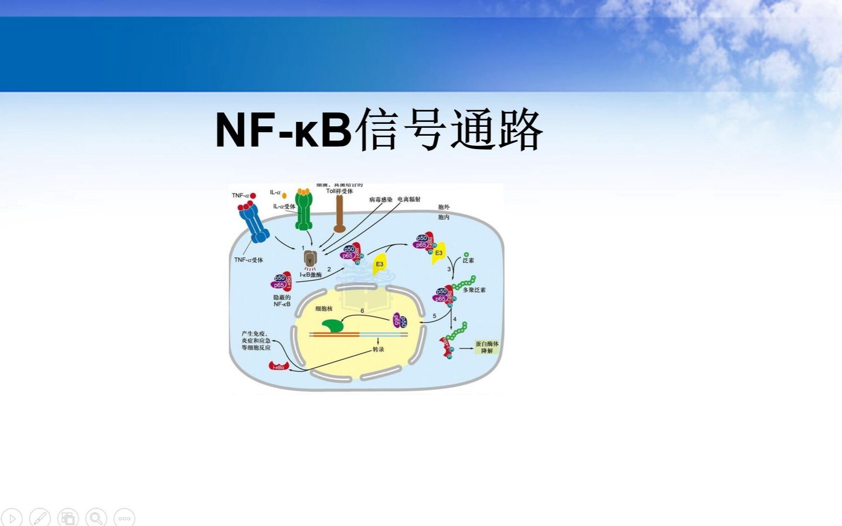 NF-KB信号通路