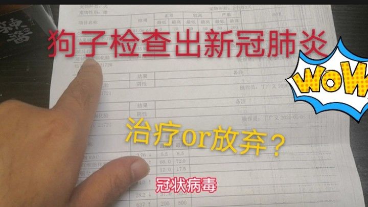 疫情期间边牧狗检查出新冠状病毒,请大家给我继续为它治疗的力量
