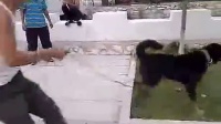 《土狗VS藏獒》藏獒被活活咬死 不可思议 斗狗吧