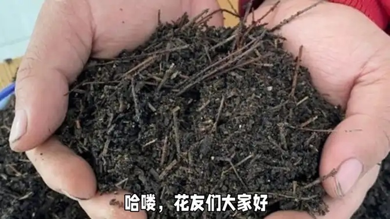 为什么老花匠们,都喜欢"松针土"养花,原来养花好处那么多