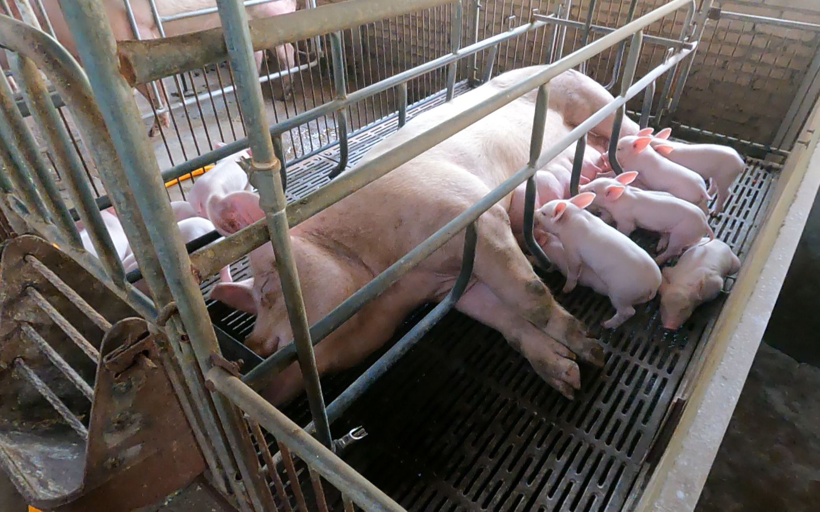 猪场母猪产崽突破记录,结果产下来的20头小猪全部死亡,太可惜了
