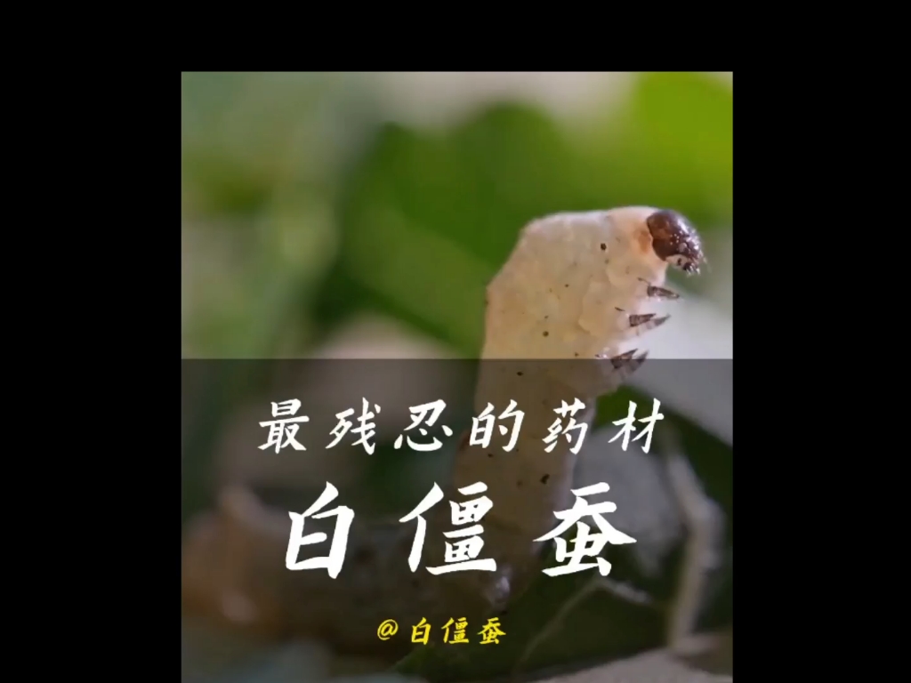 最残忍的药材,故意下药毒死桑蚕,僵蚕竟然是珍贵药材,蚕浑身是宝
