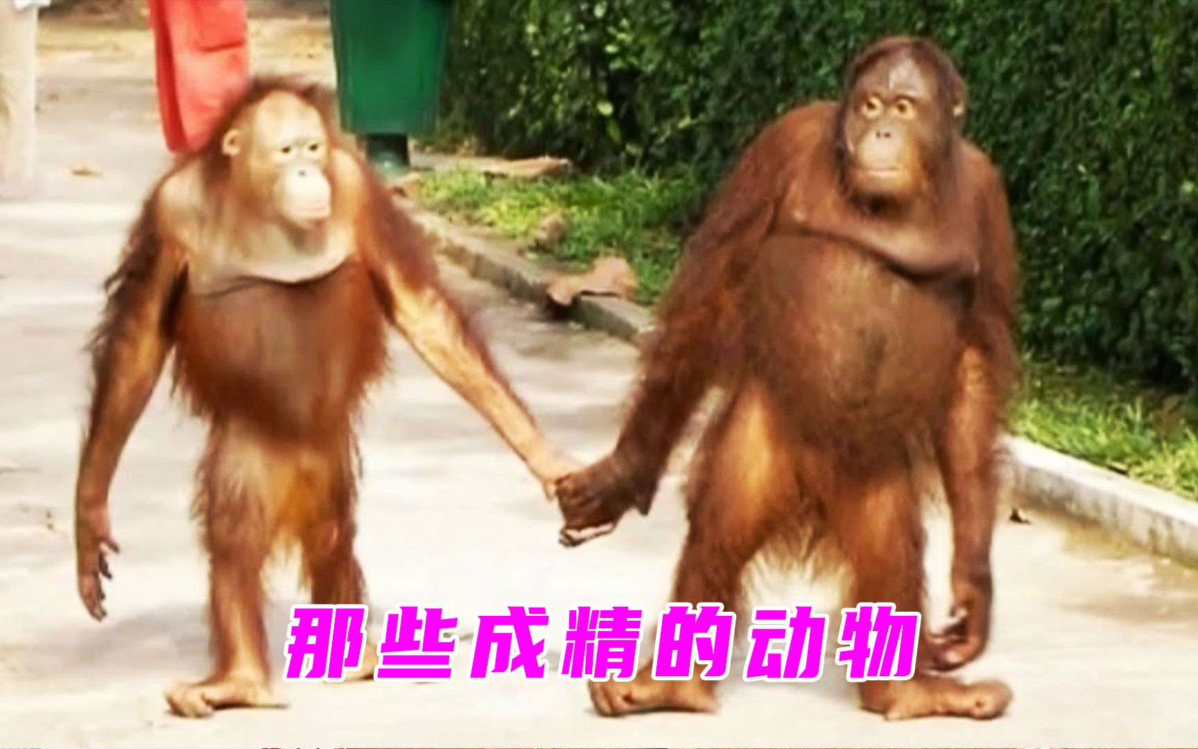 执子之手,与子偕老,盘点那些"成精"的动物!