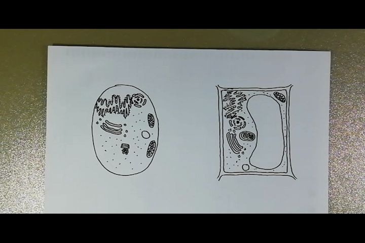 【手绘生物】 动植物细胞结构图
