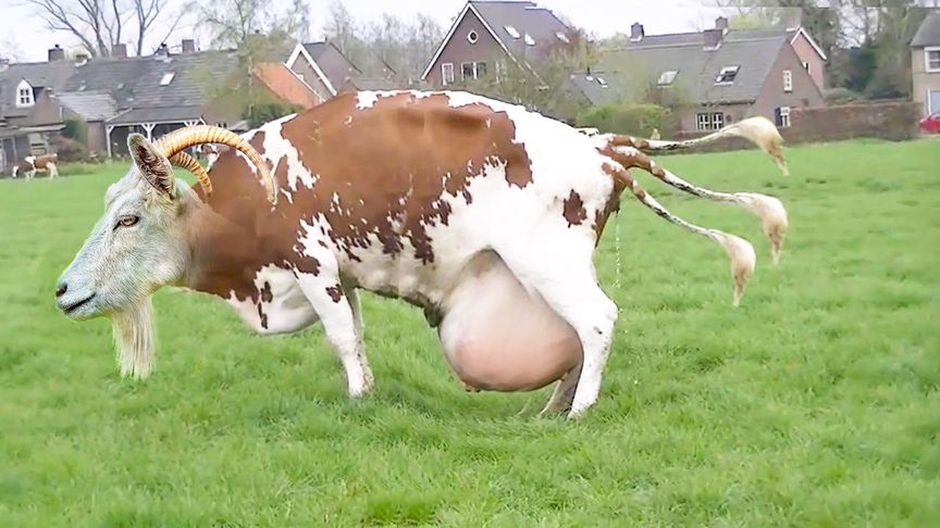 国外的现代化畜牧业,智能养植技术