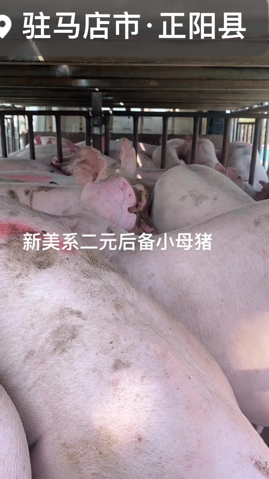 随着猪价跌破养殖户预期,养殖端惜售情绪再起,叠加近几日全国大范围...