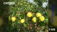 中新科技网 【权威视频】北京卫视-预防治疗癌症最好的杀伤剂是“硒”