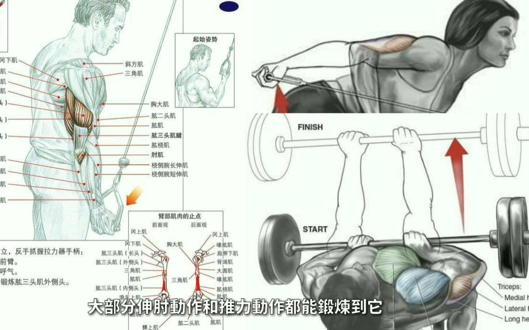 【简学】7分钟快速了解每块肌肉的功能
