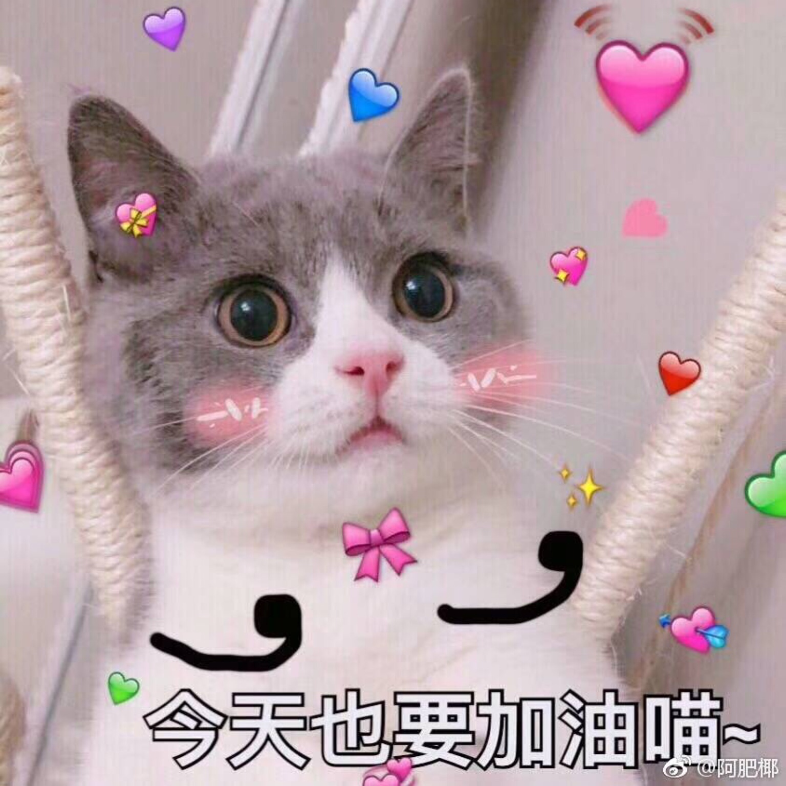 尾巴的开箱 