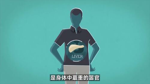 人体最重要的解毒器官是如何工作的?由TED动画提供